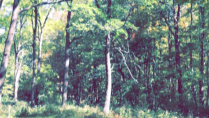 Keir Neuringer's Litanies of Trees – Ensemble Klang