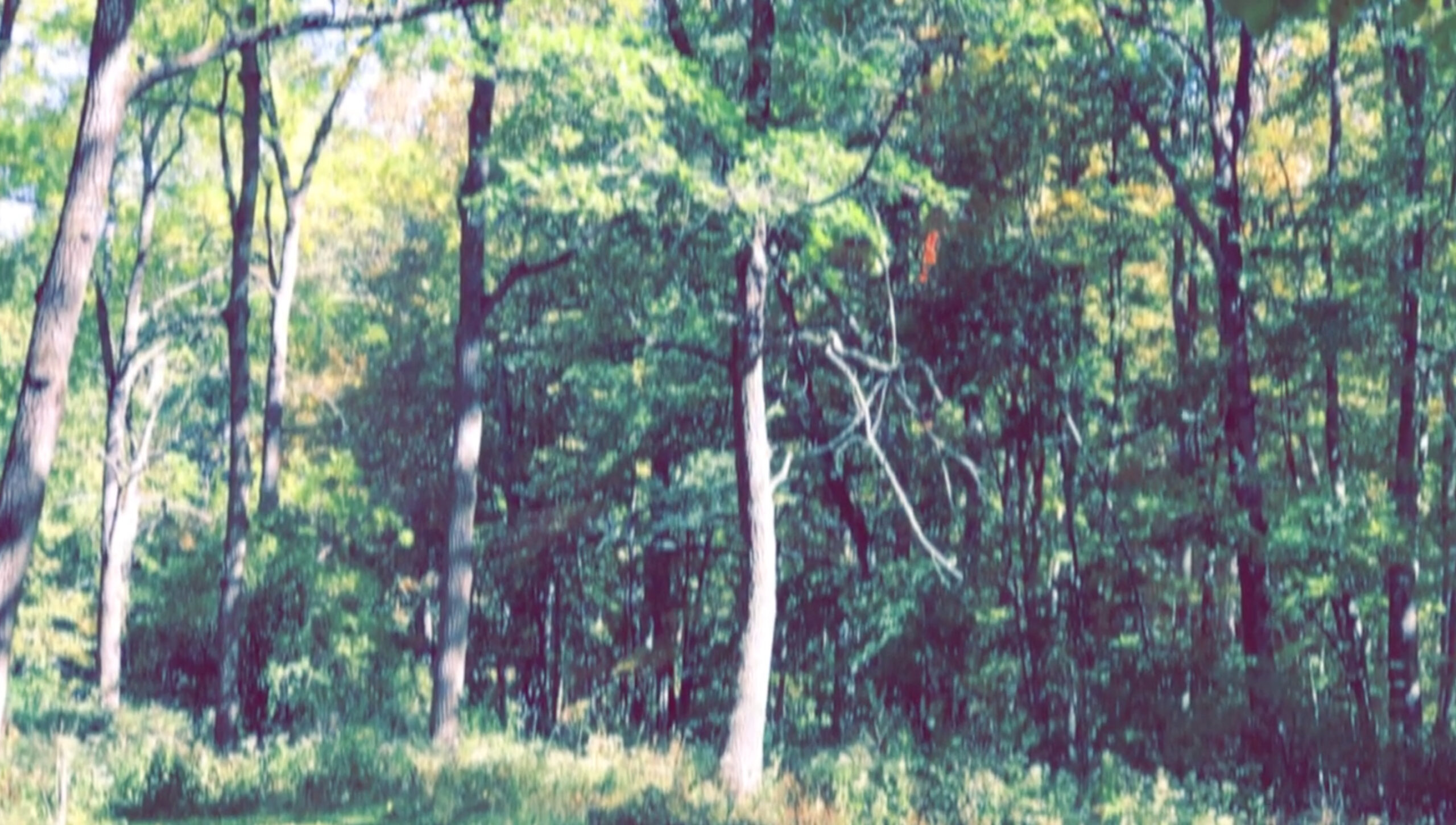 Keir Neuringer's Litanies of Trees – Ensemble Klang